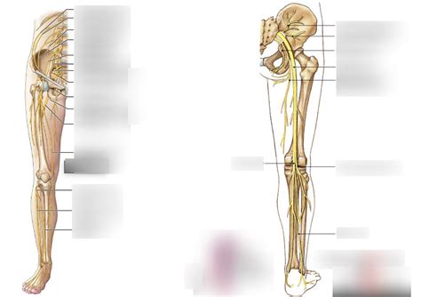 Lower Limb Nerves Diagram Quizlet