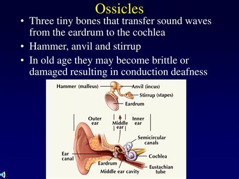 Ppt Parts Of The Ear Ossicles Powerpoint Presentation Free