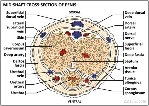 A Cross Section Of The Penis Demonstrating The Erectile Bodies