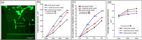Measurement Of Cancer Cells Migration Distance Scale Bar 200 μm B