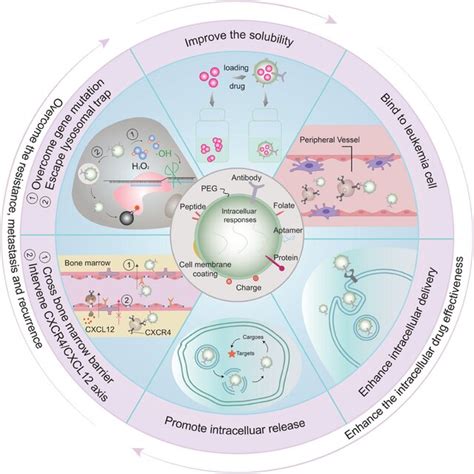 Schematic Illustration Of Leukemia Development Classification And