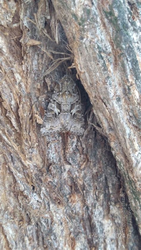 Photo 103154 Hada Plebeja