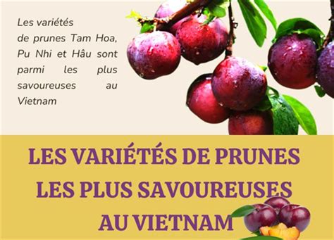 Les Variétés De Prunes Les Plus Savoureuses Au Vietnam