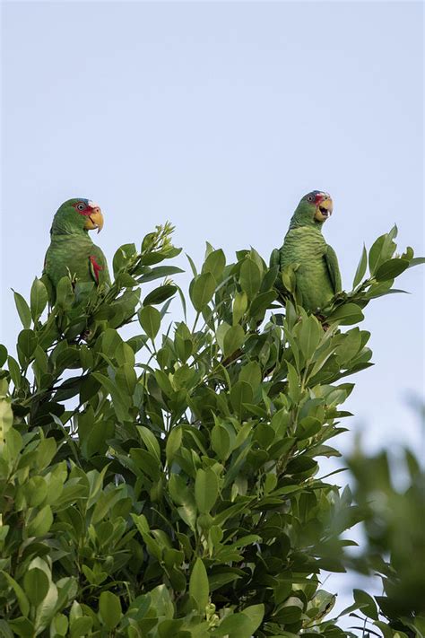 Amazona Albifrons A Pair Photograph By Caren Brinkema Fine Art America