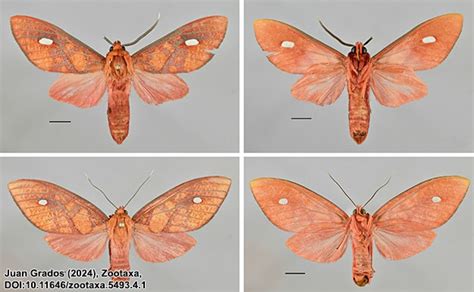 Eight New Species Of Ernassa Walker 1856 Beyond The Genetic