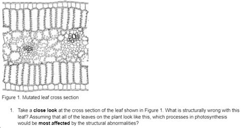 Cross Section Of A Leaf