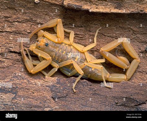 Centruroides Sculpturatus