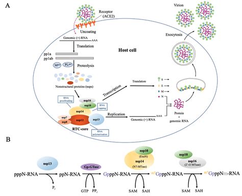 Importance Of Rtc In Sars Cov 2 Life Cycle A Sars Cov 2 Enters Cells