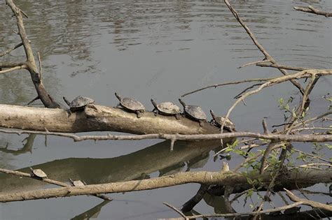 Assam Roof Turtle Basking In The Sun Background Eastern Asia India Background Image For Free
