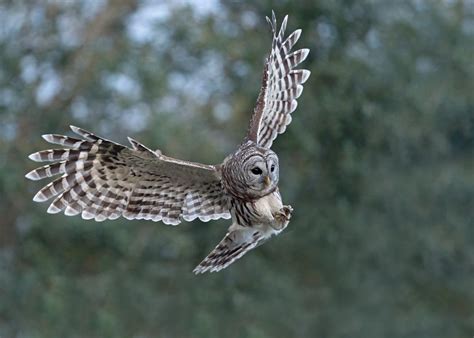 Barred Owl Flight