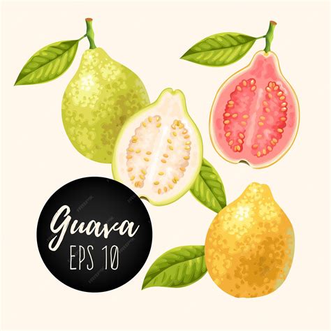 Colección De Vectores De Guayabas De Alta Detallada Vector Premium