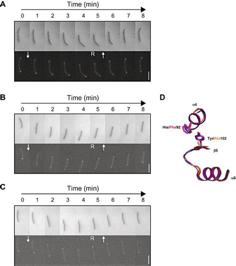 Subcellular Localization Of Frzs Gfp Variants During Myxococcus Xanthus