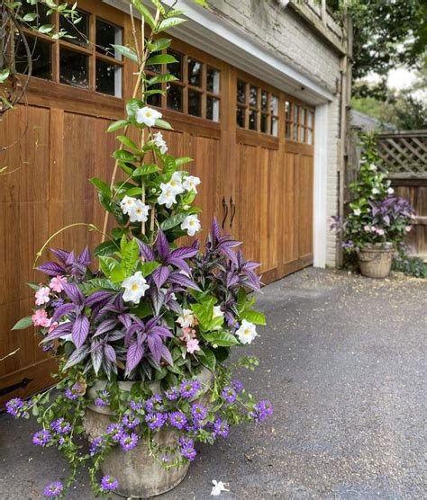 44 Mandevilla Container Garden Ideas In 2025 Container Gardening