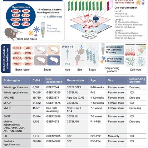 Cell Type Annotation Of The Integrated Reference Dataset Of Young Adult Download Scientific