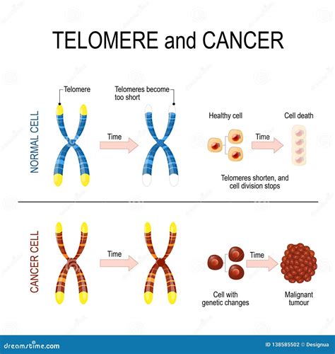 Telomeres Shorten With Age Diagram Vector Illustration 93878770