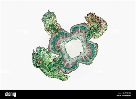 La Cuscute Banque Dimages Détourées Alamy