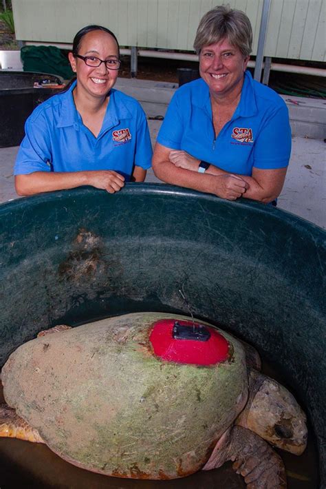 Loggerhead Star Shines New Light On Her Foraging Journey Mirage News