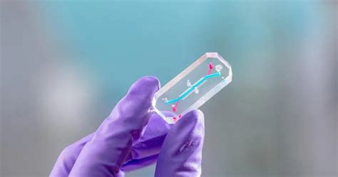 Why Did Nasa Send The Artemis Ii Astronauts Organ Chip Into Space