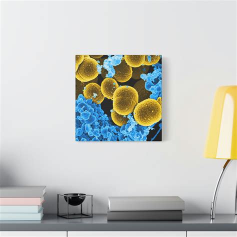 Staphylococcus Aureus Vs White Blood Cells Etsy