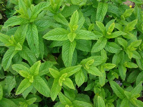 Spearmint School Garden Garden Master Gardener Program
