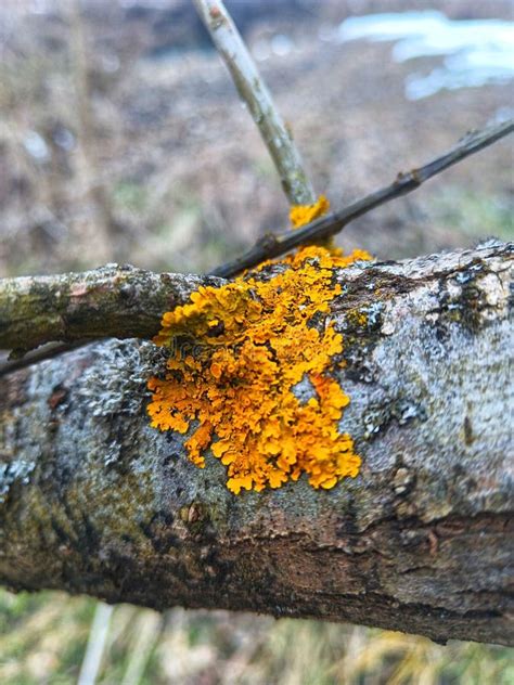 Lichen On A Tree Lichenes Stock Image Image Of Forms Hues 363022997