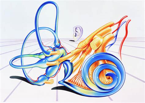 Ear Posters By Science Photo Library