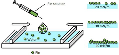 Scheme 1 Schematic Representation Of Plausible Arrangement Of Pin