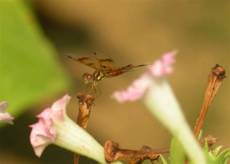 Libellulidae Perithemis Tenera Bugguide Net
