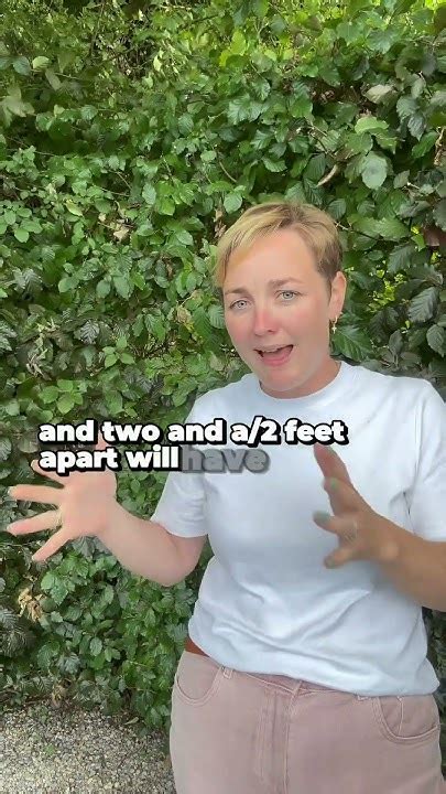 Plant Potted Or Even Bare Root Laurels At 3 Plants Per Metre So 13