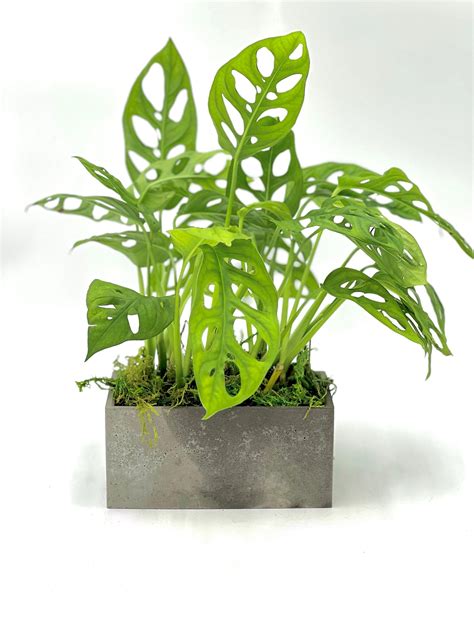 Swiss Cheese Plant Rectangle Pot Cityplants