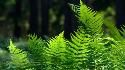 ¿qué Son Las Plantas Vasculares
