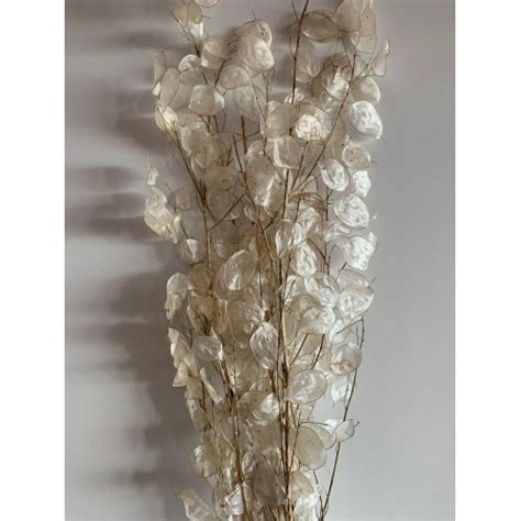 Preserved Lunaria Bleached Dried Naturals Dried