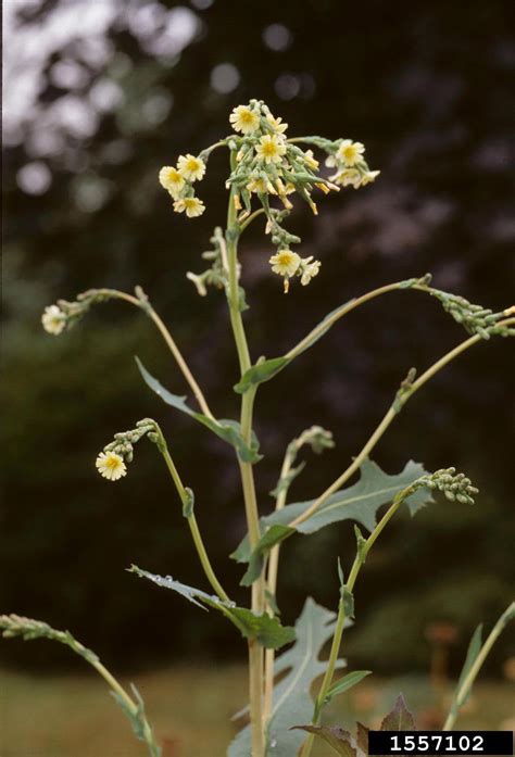 Prickly Lettuce Lactuca Serriola L