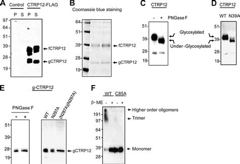 Ctrp12 Is A Secreted Multimeric Glycoprotein A Immunoblot Analysis Of