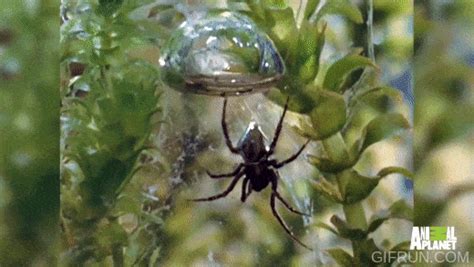Diving Bell Spider