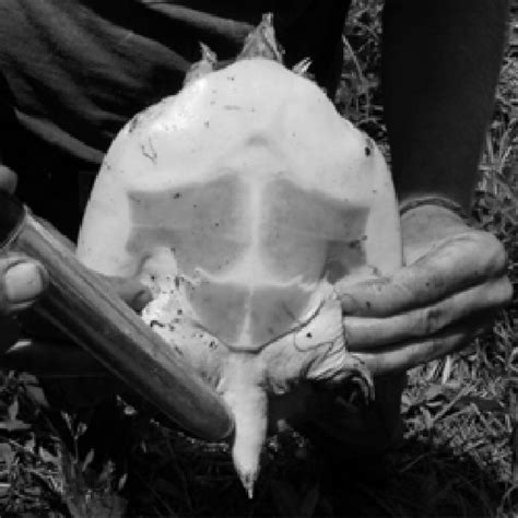 A Male Spiny Softshell Turtle Apalone Spinifera Being Vibrated On The