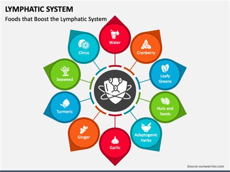Ppt The Lymphatic System Powerpoint Presentation Free