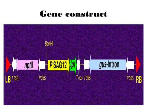 Ppt Analysis Of Transgenic Plants Powerpoint Presentation Free