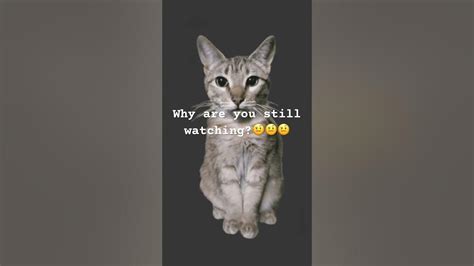 How To Bury A Body Memes Funny Spongebob Jokes Answer Youtube