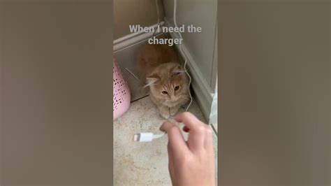 Cattttt Youtube