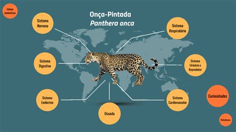 Onça Pintada By Karina Gervasoni On Prezi