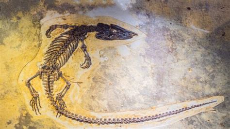 Mongolia Dinosaur Fossils A Sneak Peek Into The Past