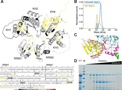 Structural Insights Into Imp2 Dimerization And Rna Binding Pmc
