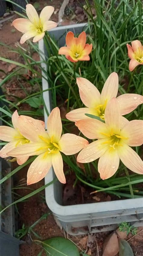 Tubers And Bulbs Santhi Online Plants