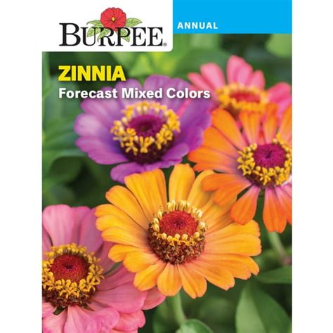 Zinnia Flower Seeds In Seed Gardening