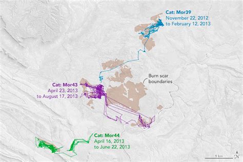 Feral Cats Map