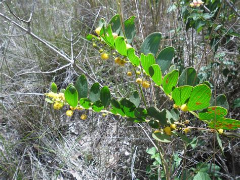 Acacia Complanata”flat Stemmed Wattle” Paten Park Native Nursery