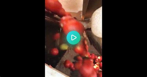 Tomato Sorting Machine  On Imgur