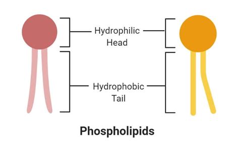 Simple Lipid Structure Diagram Lipids Biomacromolecules