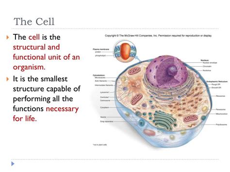 Ppt Cell Biology Cell Structure And Function Powerpoint Presentation Id2517014